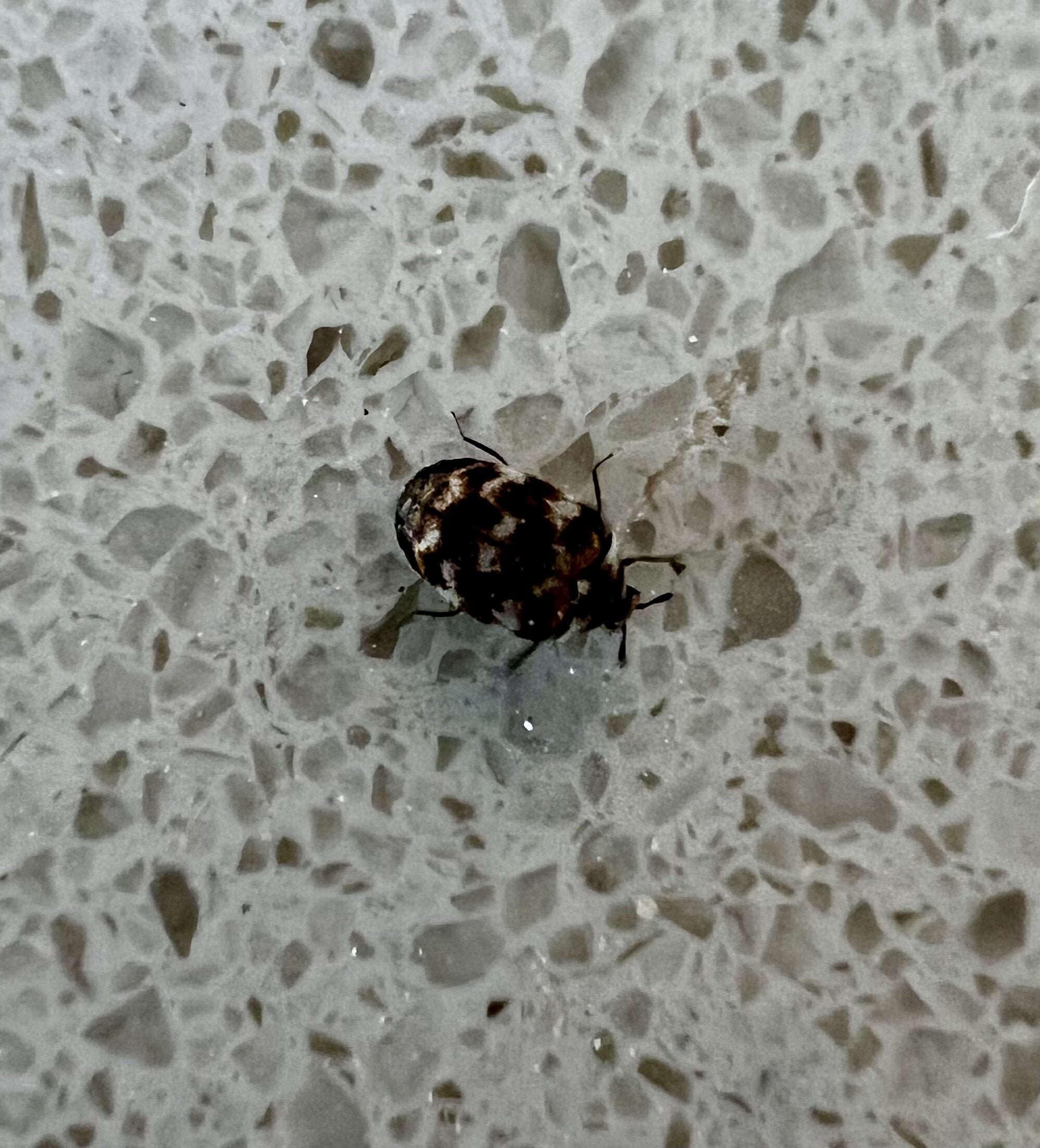 These bugs popping up throughout home - RedFlagDeals.com Forums