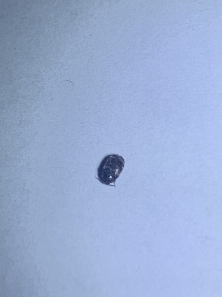 These bugs popping up throughout home - RedFlagDeals.com Forums