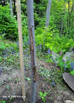 Small Tree Trunk Damaged Bark - RedFlagDeals.com Forums
